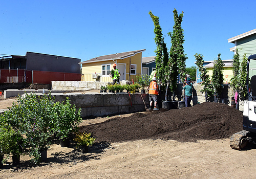 volunteers move trees – CREATING HOUSING COALITION